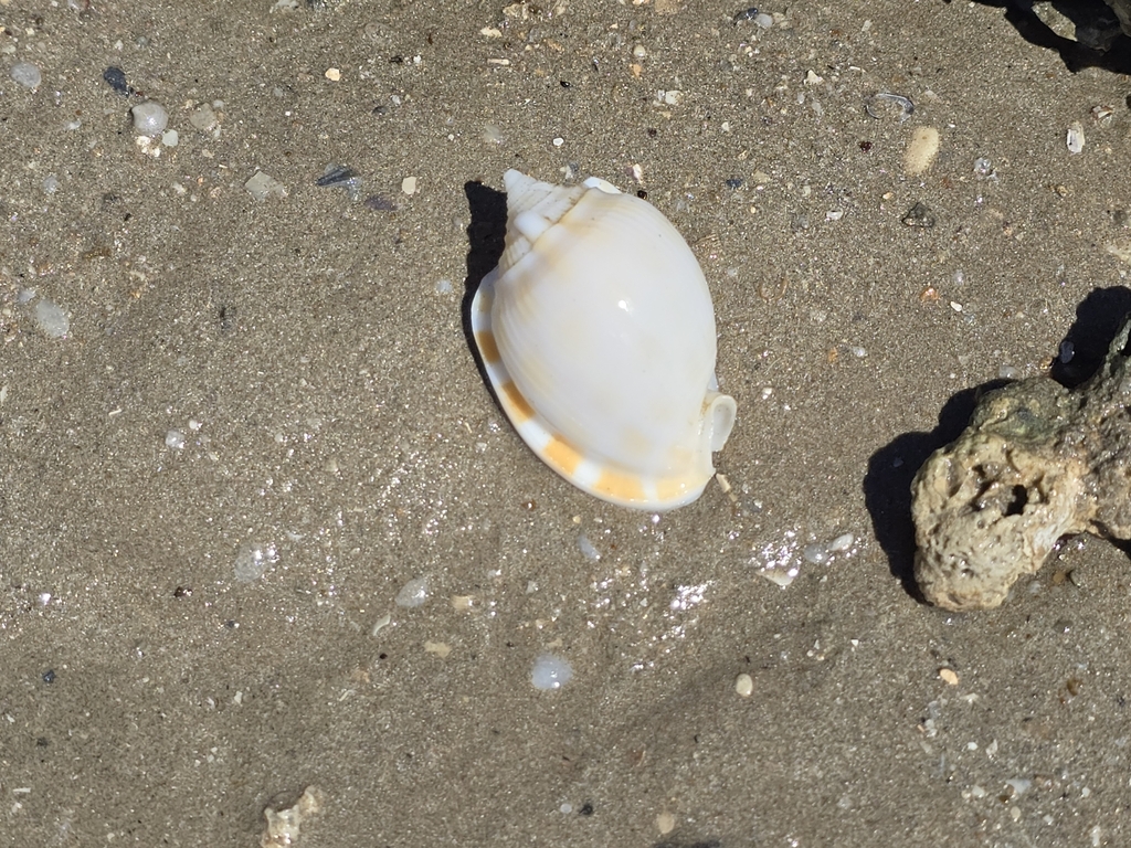 Keepsake Helmet Snails from MVCV+R7, Lee Point NT 0810, Australia on ...