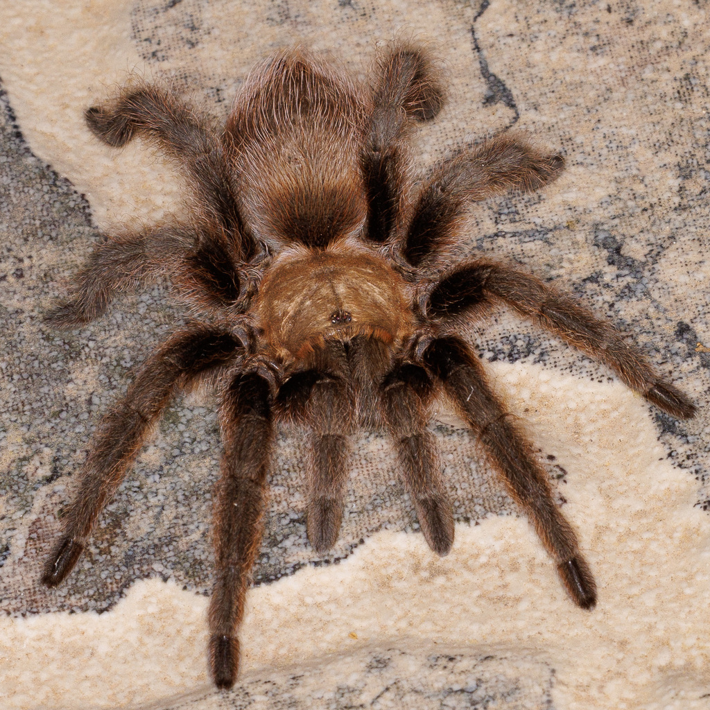 Texas Brown Tarantula from Kerr County, TX, USA on April 7, 2024 at 04: ...