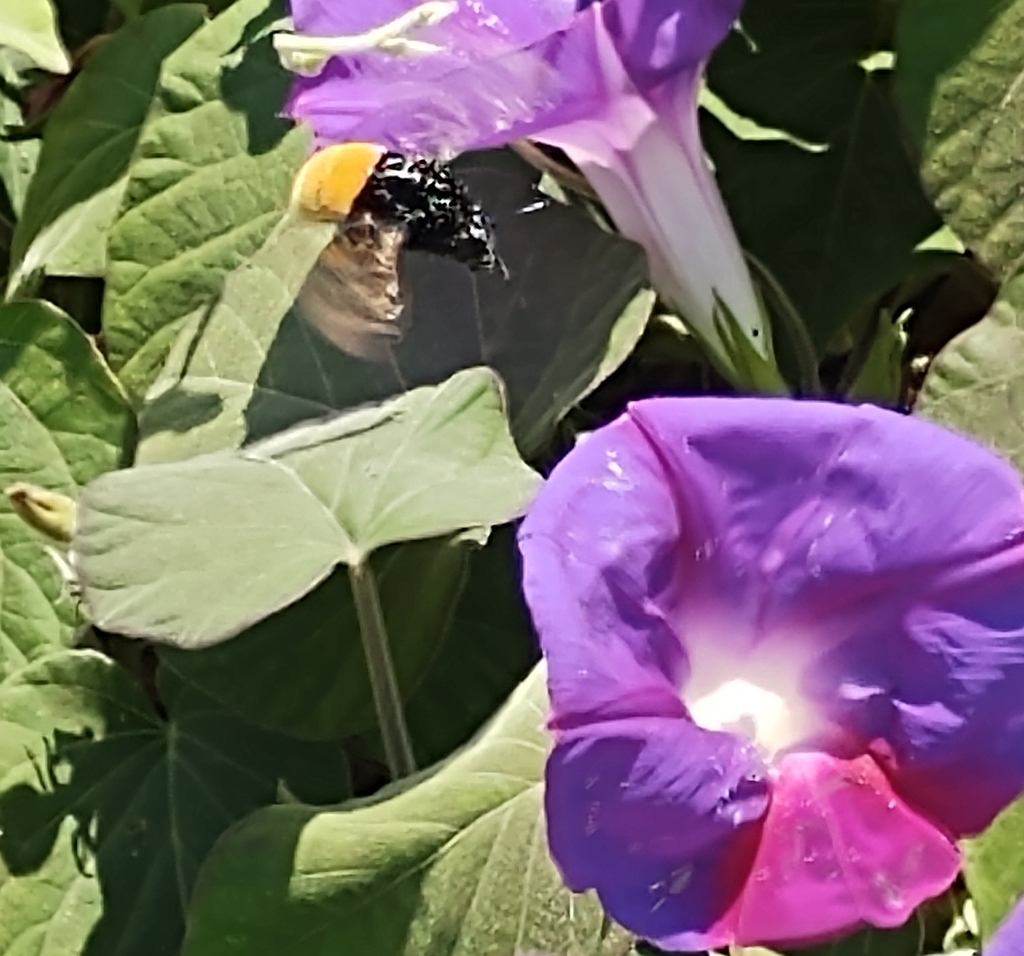 Eulaema polychroma from Morelia, MX-MC, MX on May 9, 2024 at 10:25 AM ...