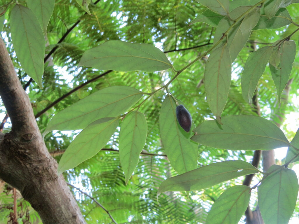 Cryptocarya rigida from Sydney NSW, Australia on February 10, 2021 at ...