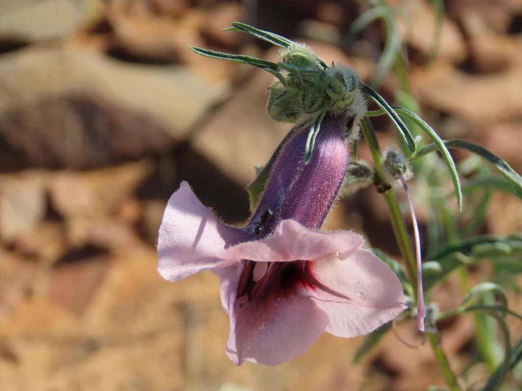 Wild Sesame from Hardap Region, Namibia on May 1, 2024 at 10:13 AM by ...