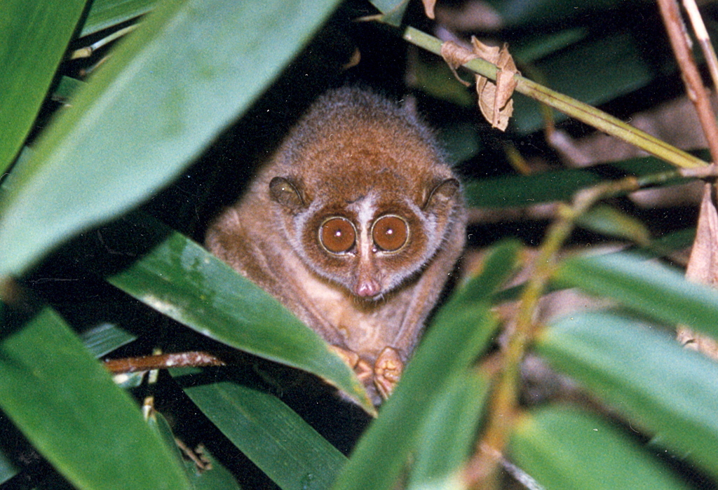 Southwestern Red Slender Loris (Loris tardigradus tardigradus) - Know ...