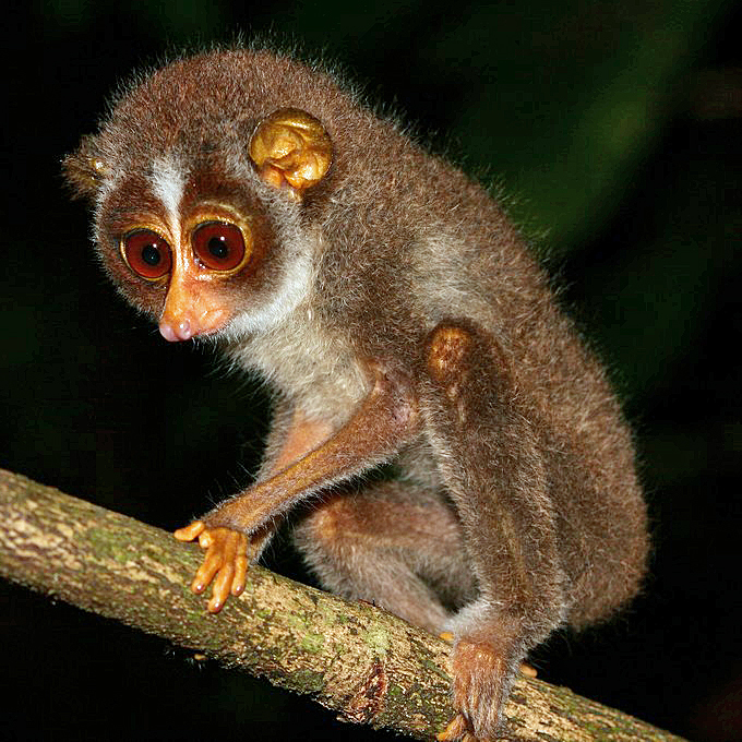 Southwestern Red Slender Loris (Loris tardigradus tardigradus) - Know ...