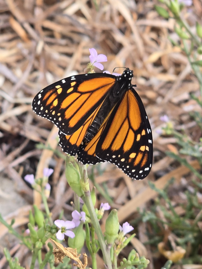 Monarch from Lady Bay on May 12, 2024 by saltyseaurchinbeachcombing ...
