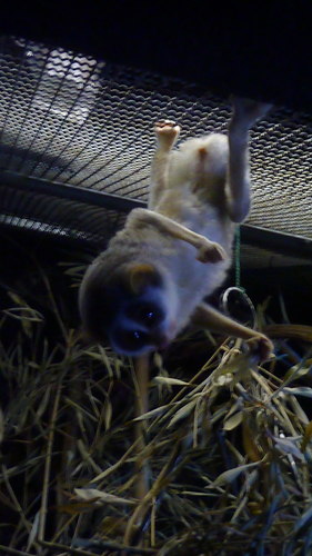 Mysore Slender Loris (Subspecies Loris lydekkerianus lydekkerianus ...