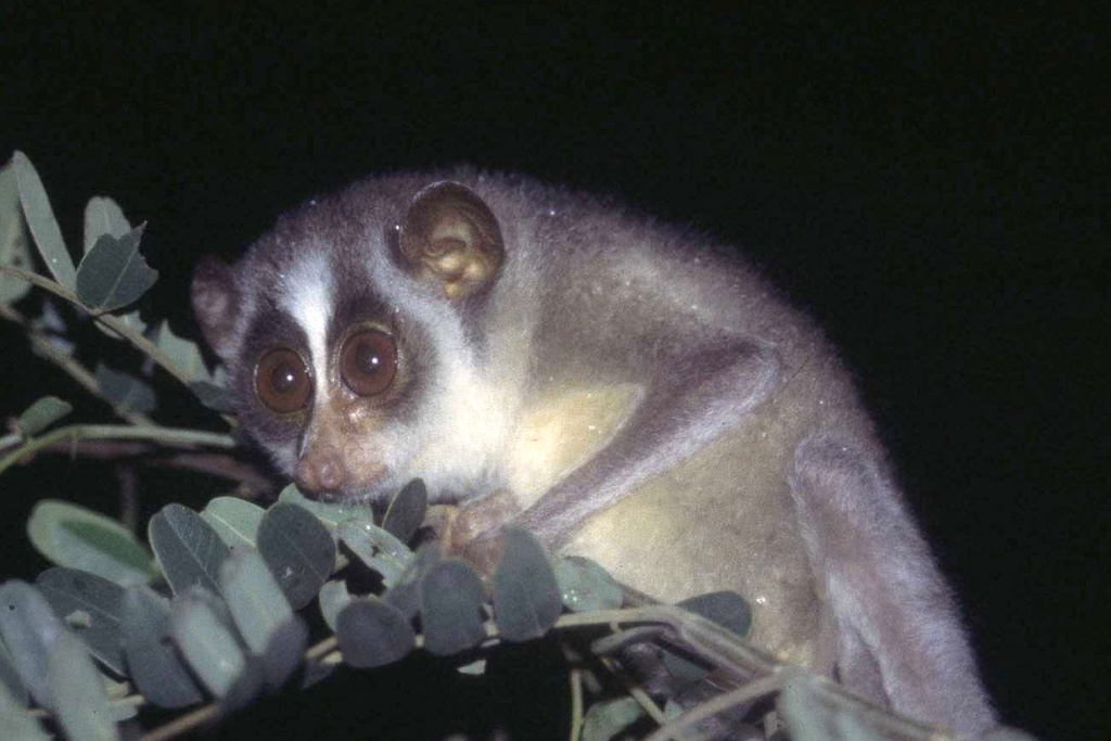 Mysore Slender Loris (Loris lydekkerianus lydekkerianus) - Know Your ...