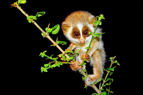Mysore Slender Loris (Subspecies Loris lydekkerianus lydekkerianus ...