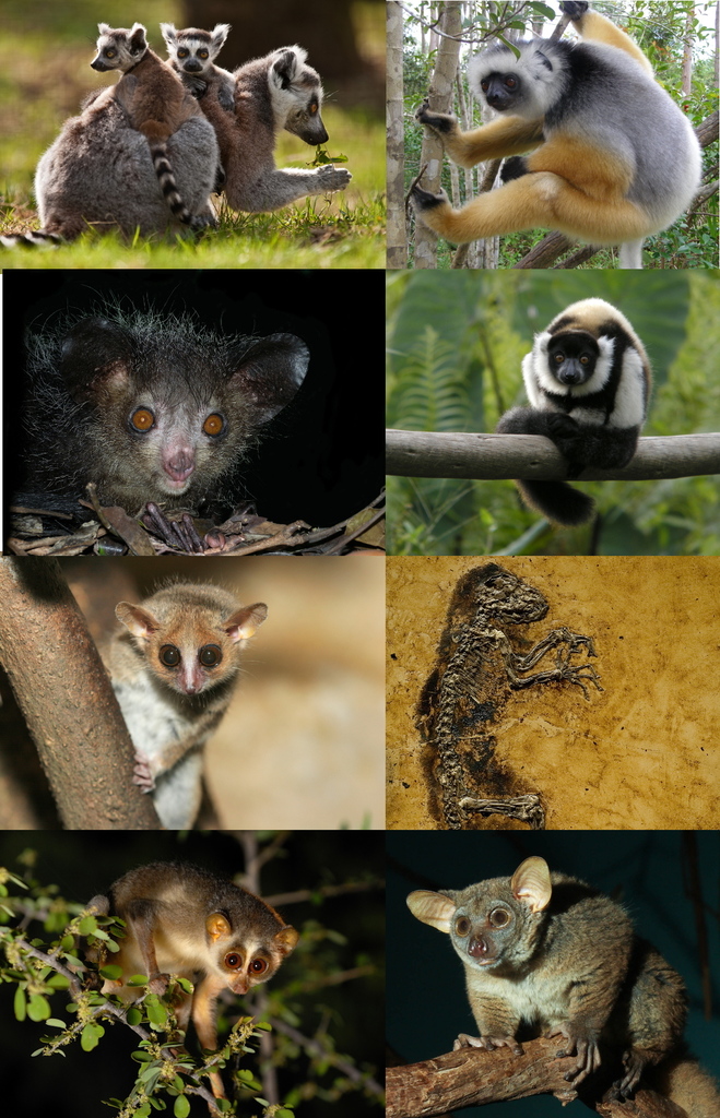 Mysore Slender Loris (Loris lydekkerianus lydekkerianus) - Know Your ...