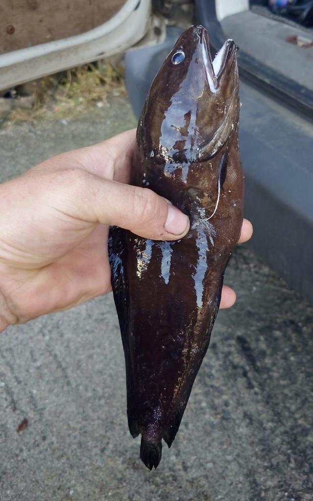 Tadpole Fish from Saint Helier, JE on May 12, 2024 at 04:55 PM by Gail ...