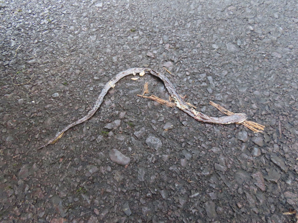 Snakes from Kakintú, Ngöbe Buglé, Panamá on May 11, 2024 at 07:14 AM by ...