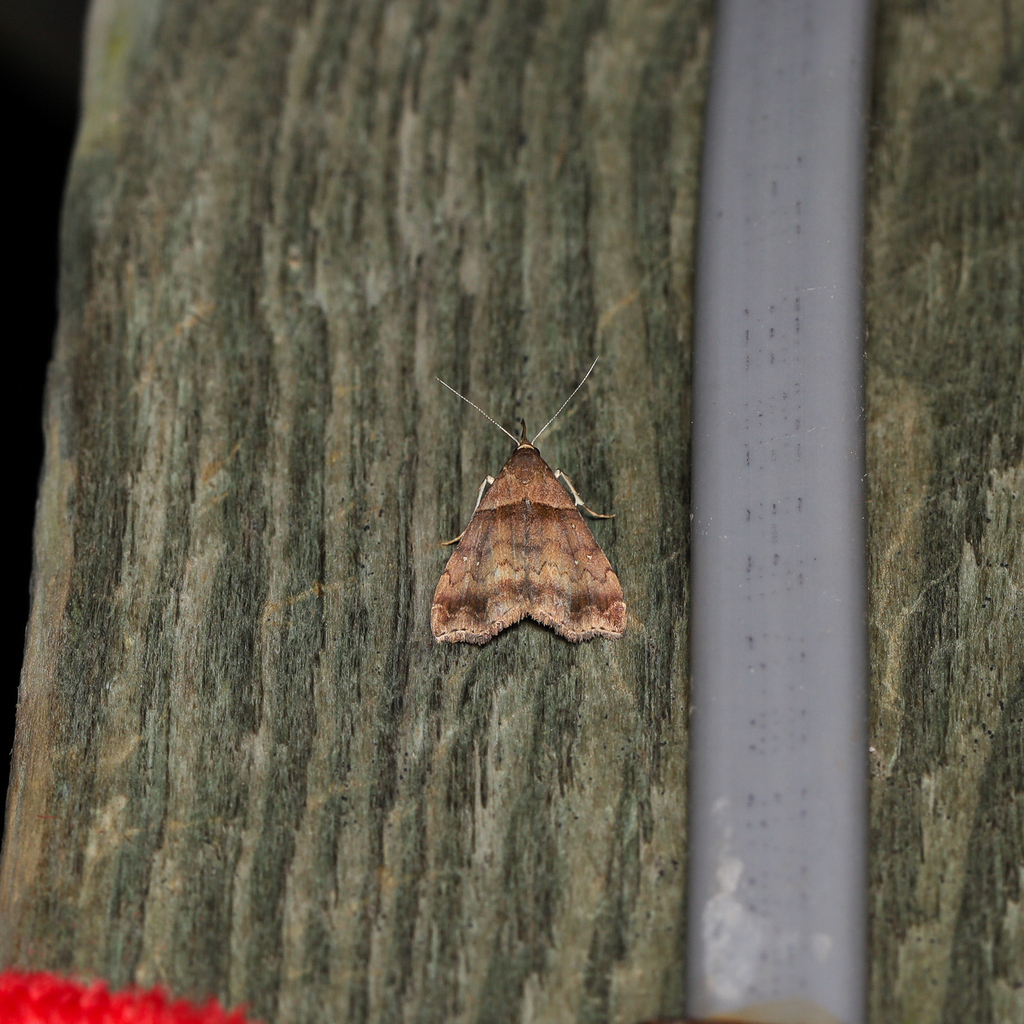Ambiguous Moth from Lancaster County, VA, USA on May 8, 2024 at 10:33 ...