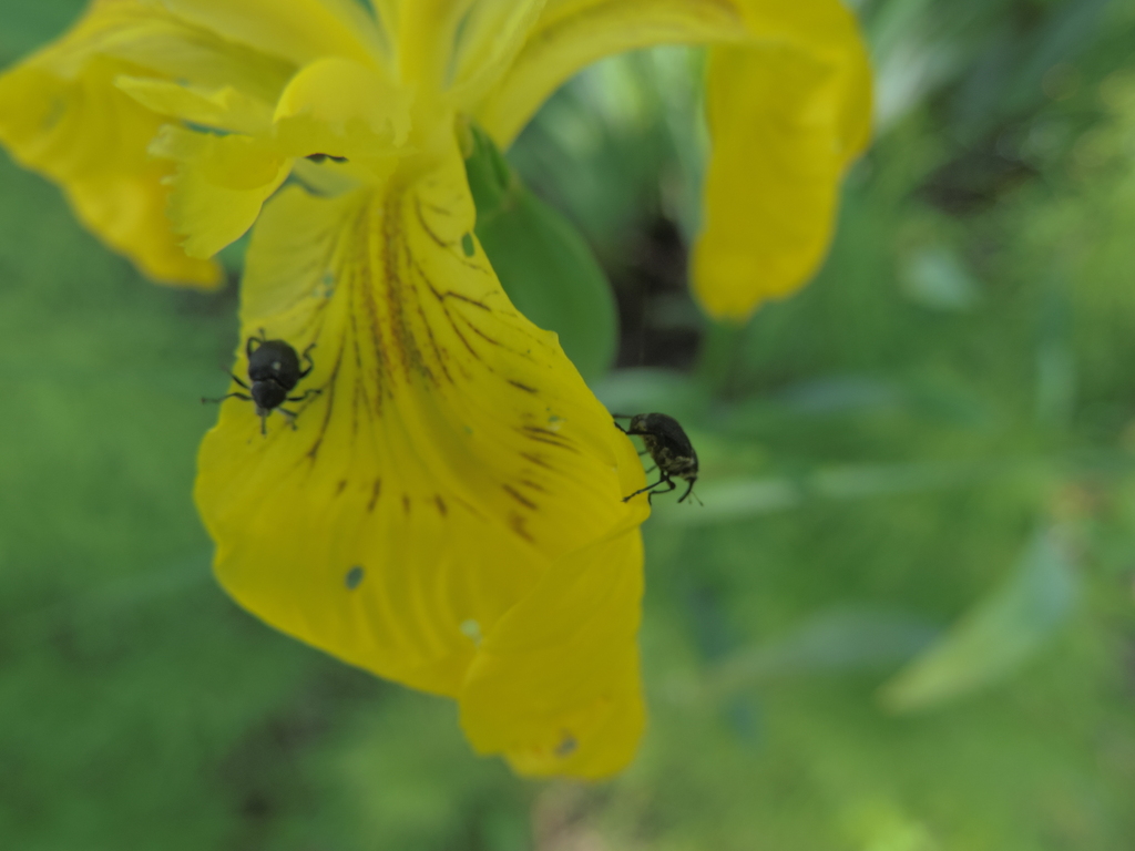 Iris weevil from Englefield Green, UK on May 12, 2024 at 11:26 AM by ...