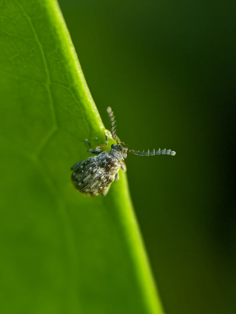 Bruchidius in May 2024 by nhor · iNaturalist
