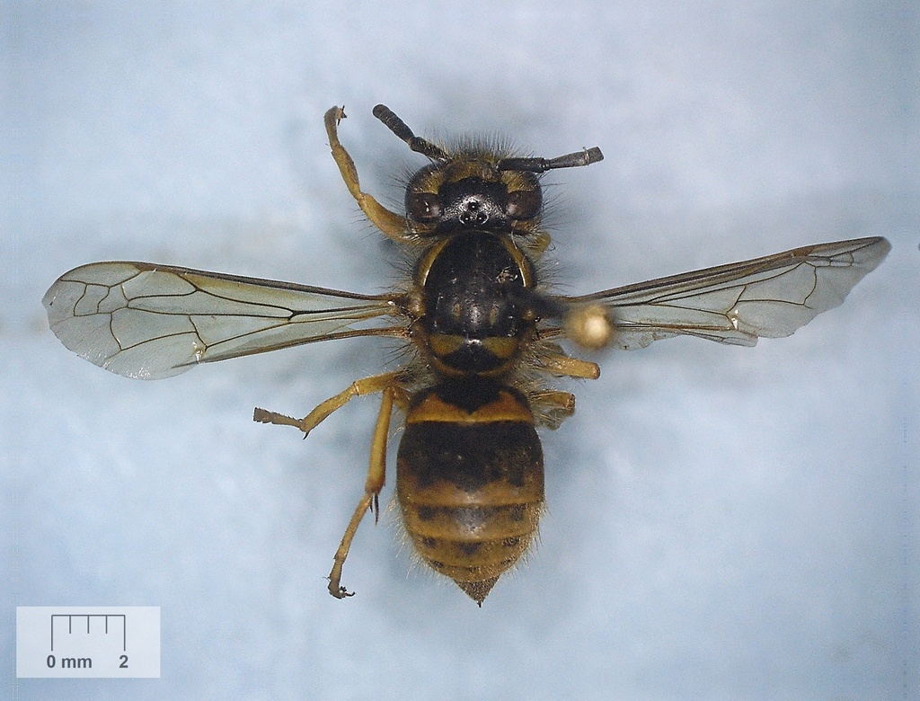 Downy Yellowjacket from Fleurimont, Sherbrooke, Estrie, QC, Canada on ...