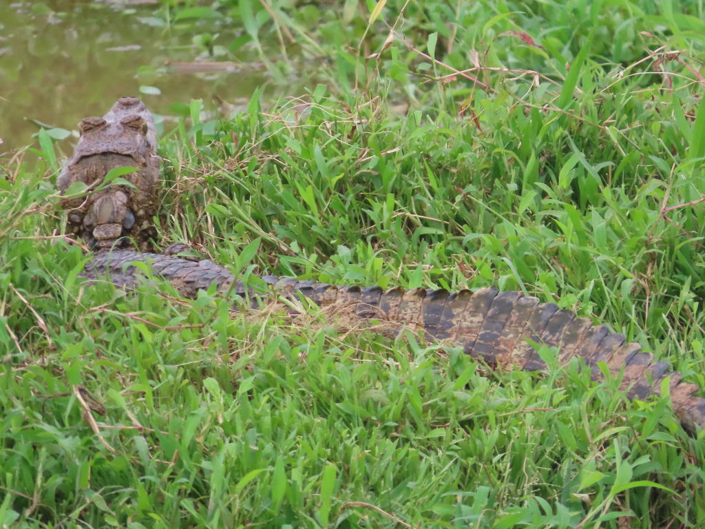 Spectacled Caiman from Punta Robalo, Provincia de Bocas del Toro ...