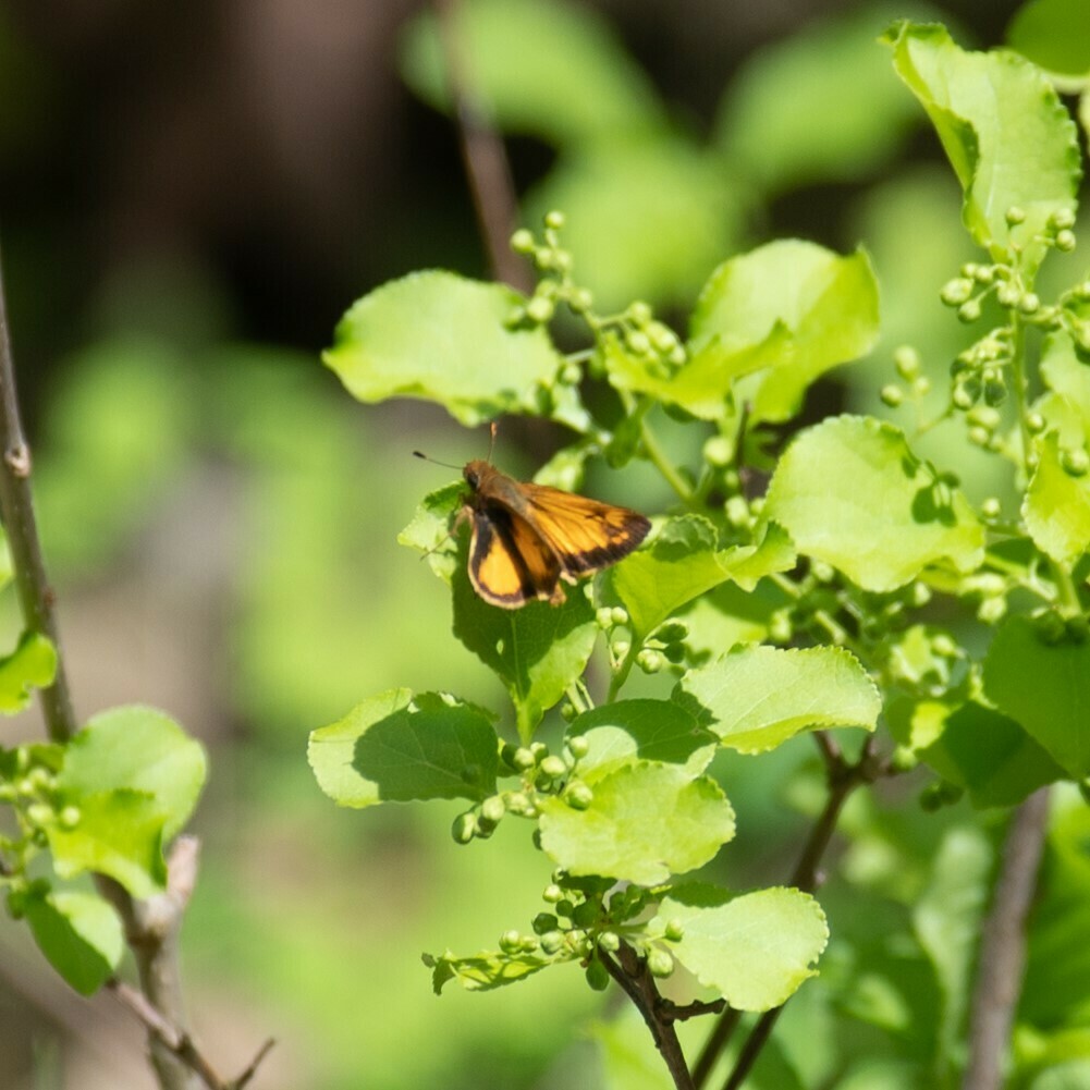 Zabulon Skipper from Dupage County, IL, USA on May 10, 2024 at 03:58 PM ...
