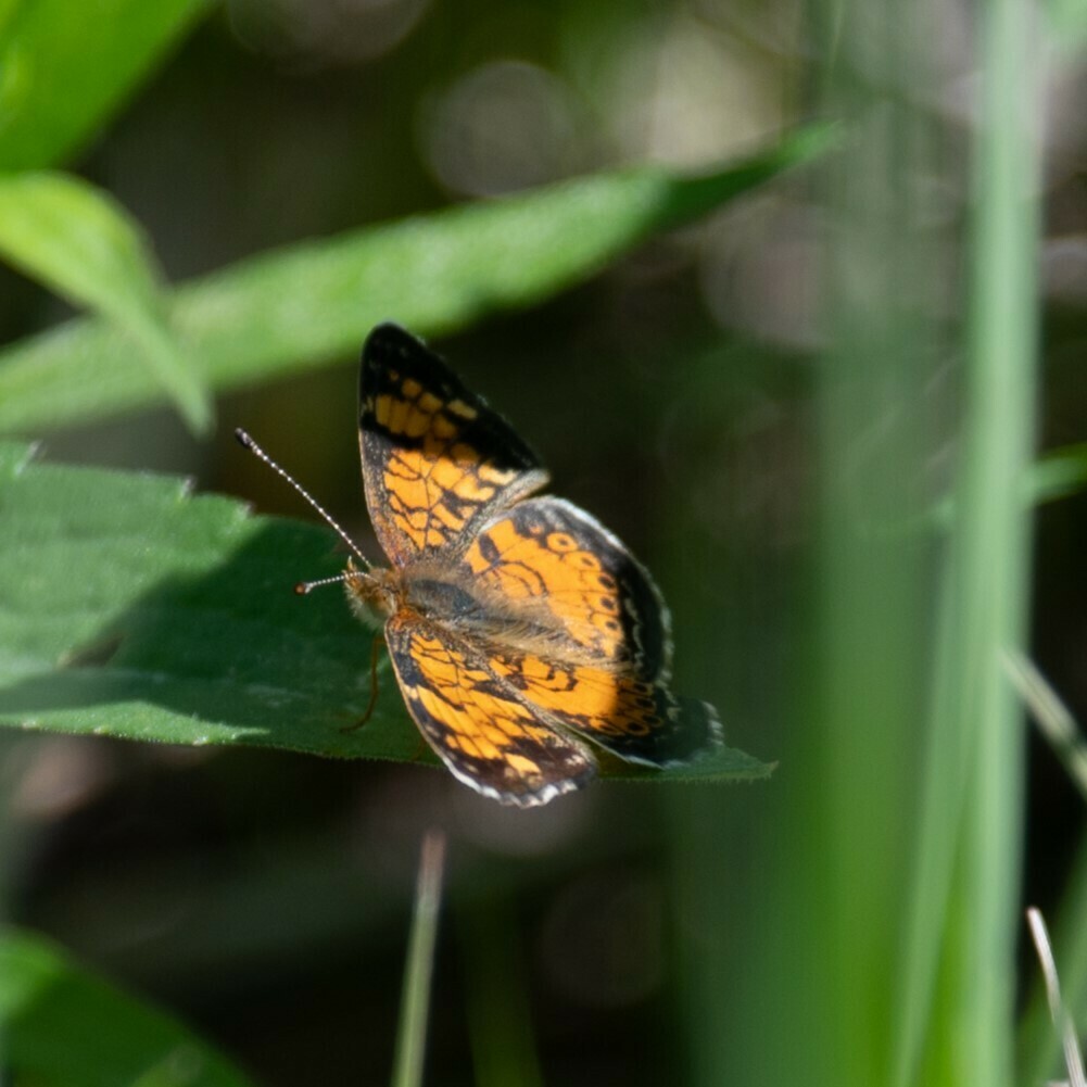 Pearl Crescent from Kane County, IL, USA on May 11, 2024 at 11:13 AM by ...
