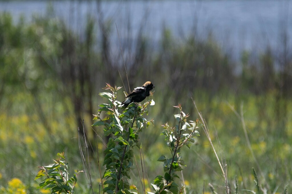Bobolink from Kane County, IL, USA on May 11, 2024 at 12:56 PM by ...