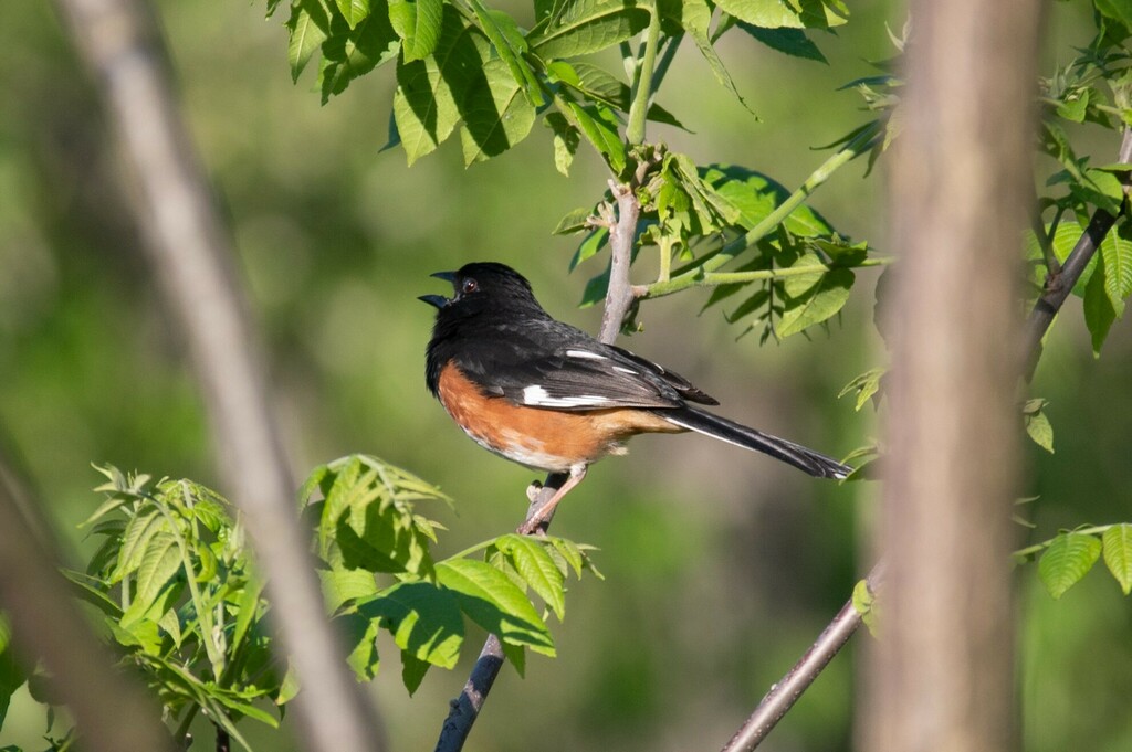 Eastern Towhee from Kane County, IL, USA on May 11, 2024 at 06:45 AM by ...