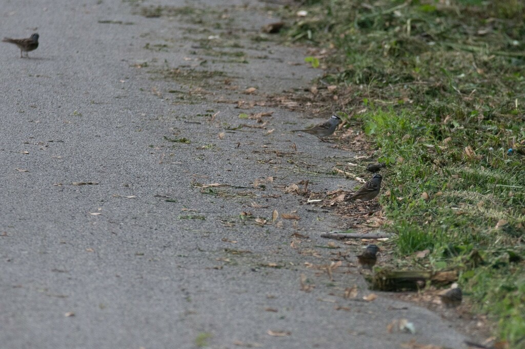 White-crowned Sparrow from Cook County, IL, USA on May 10, 2024 at 06: ...