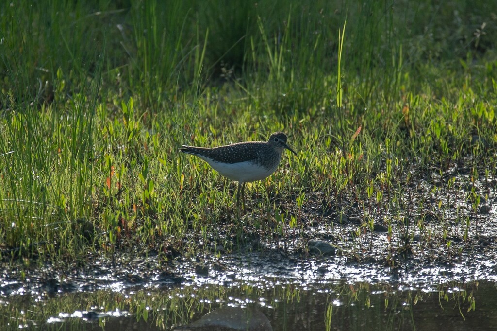 Solitary Sandpiper from Cook County, IL, USA on May 10, 2024 at 06:06 ...