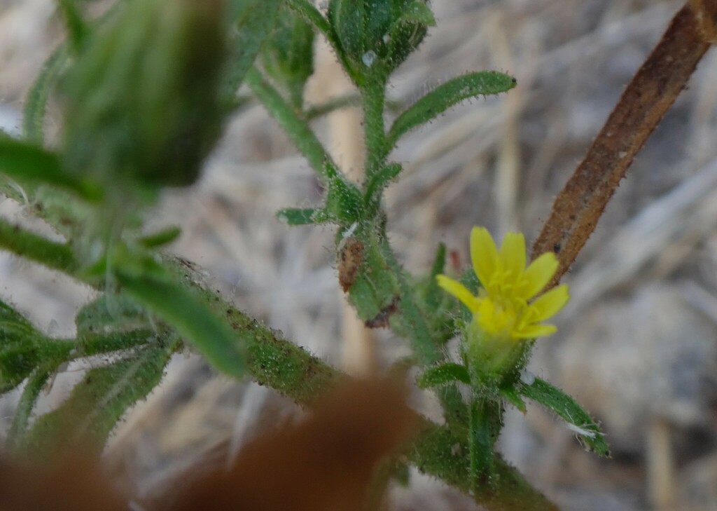 Stinkwort from Mandurah WA, Australia on April 28, 2024 at 09:35 AM by ...