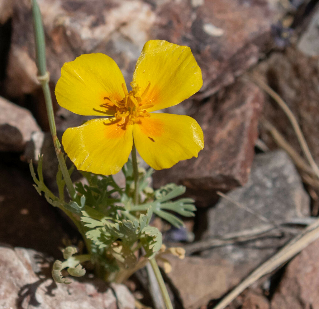 Mexican poppy from Cochise County, AZ, USA on April 29, 2024 at 09:30 ...