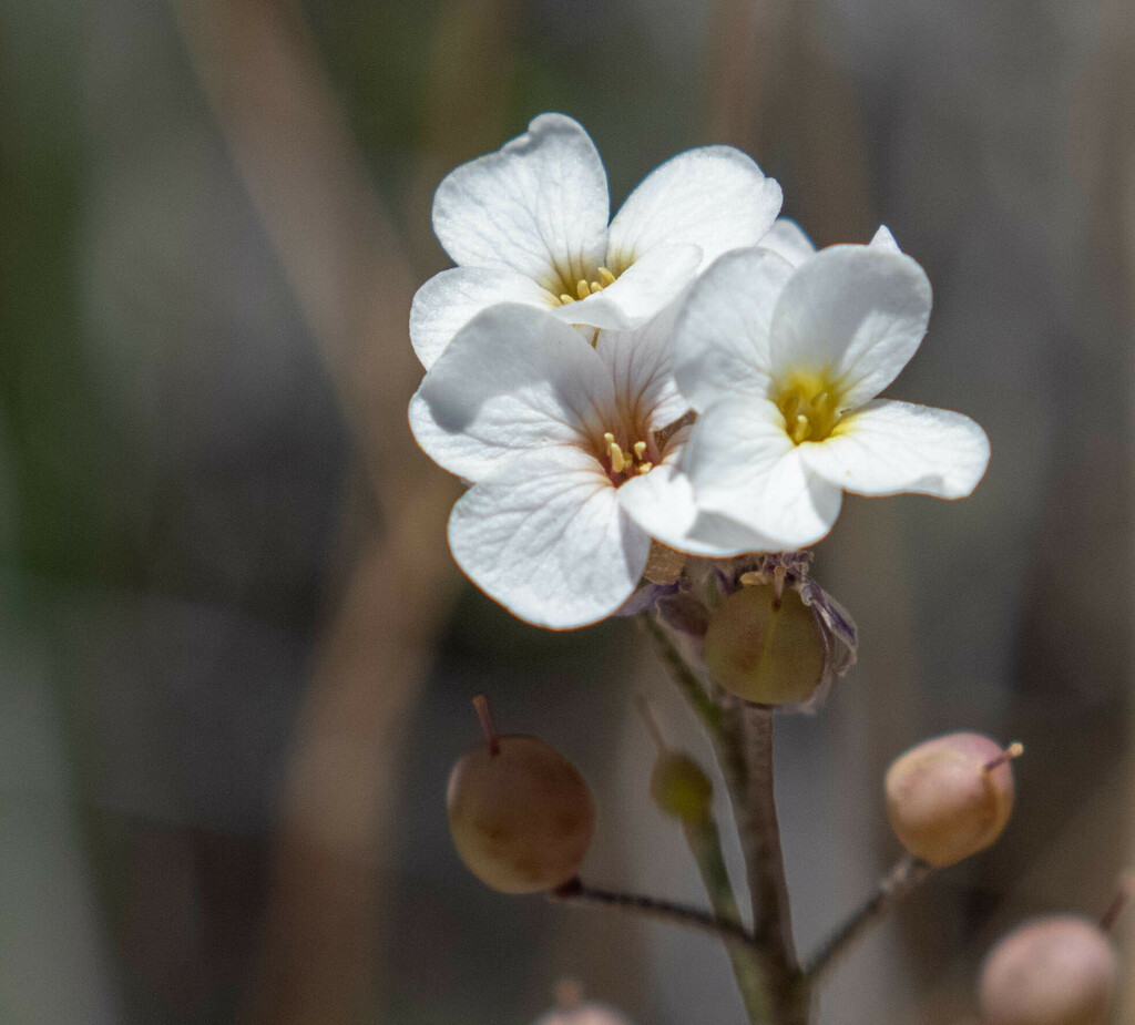 white bladderpod from Cochise County, AZ, USA on April 29, 2024 at 09: ...