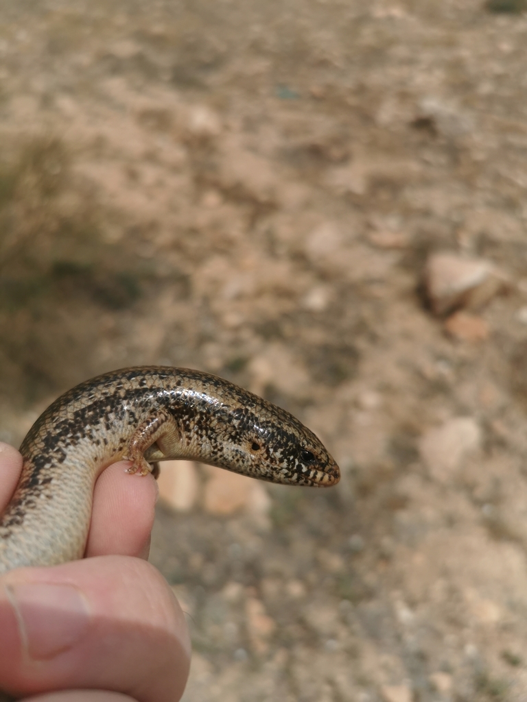 Ocellated Bronze Skink from Aïn El Turk, Algérie on May 12, 2024 at 11: ...