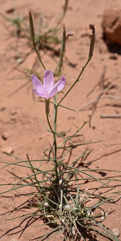 Large-flowered Skeleton Plant (Lygodesmia grandiflora dianthopsis ...