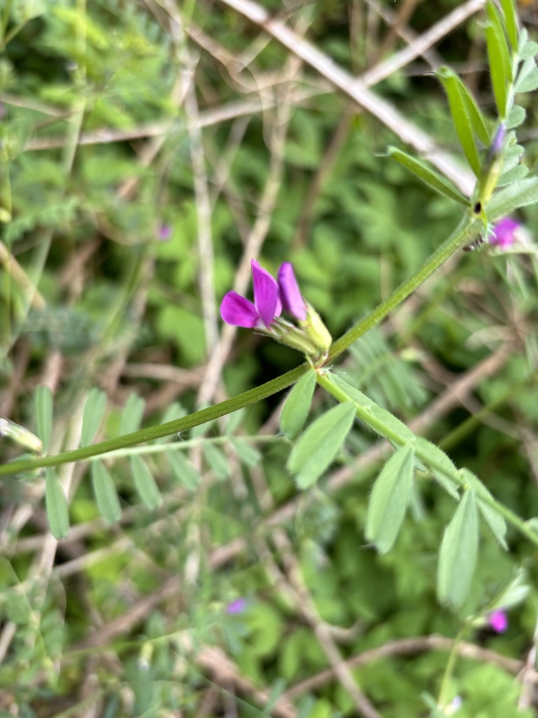 Common Vetch from Fazakerley, Liverpool, England, GB on May 11, 2024 at ...