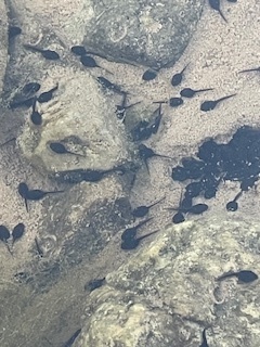 American Toad from Highland County, VA, USA on May 11, 2024 at 06:51 PM ...