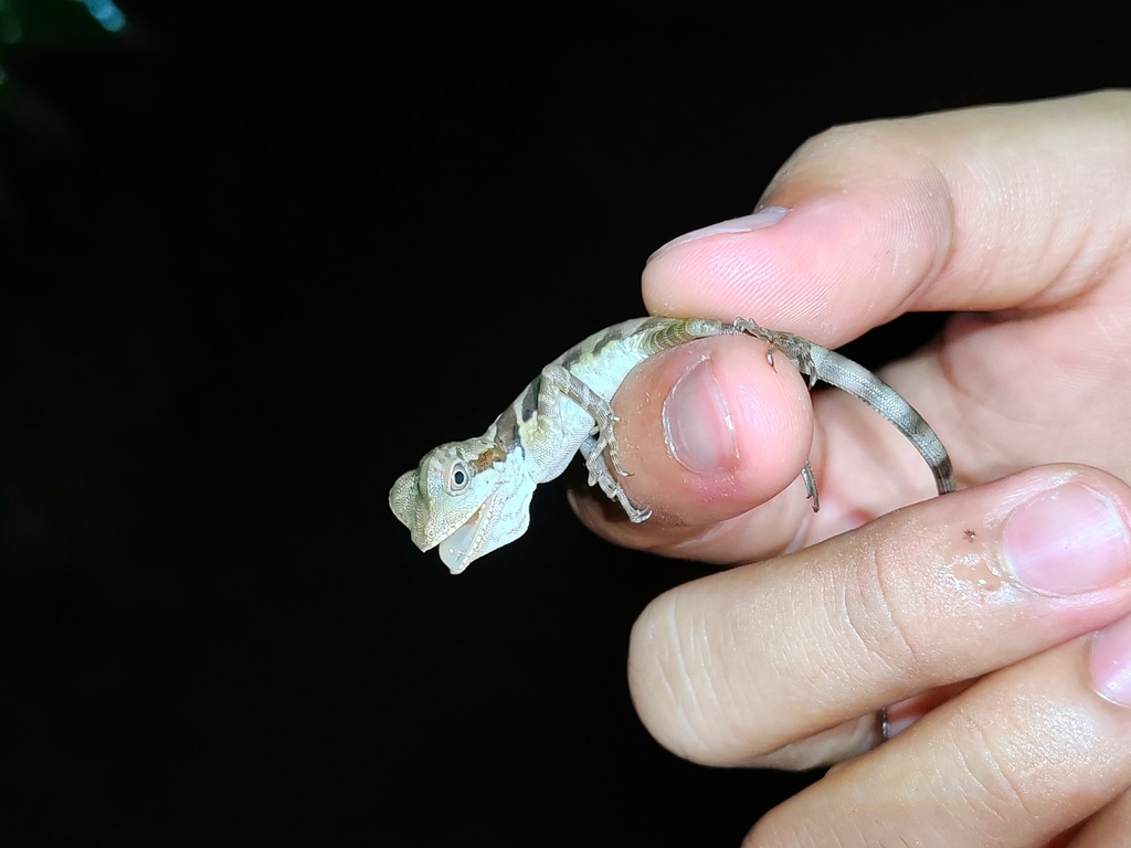 Malayan Crested Lizard in May 2024 by Alexius L.Z.L · iNaturalist