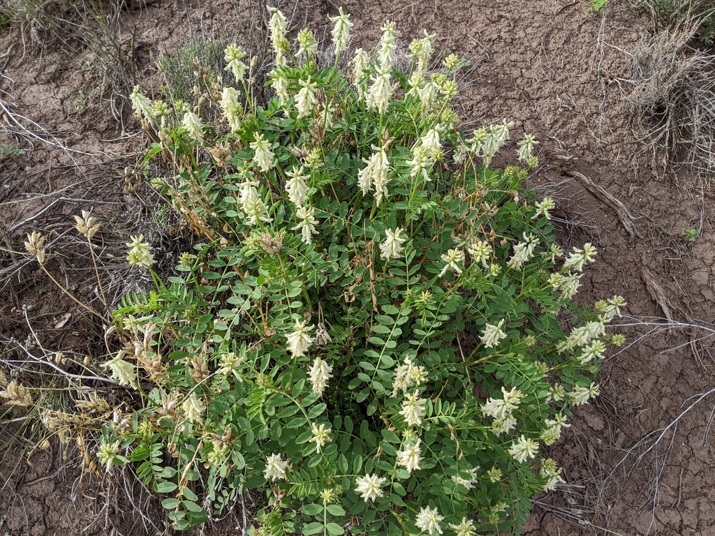 Astragalus praelongus praelongus from Mesa County, CO, USA on May 5 ...