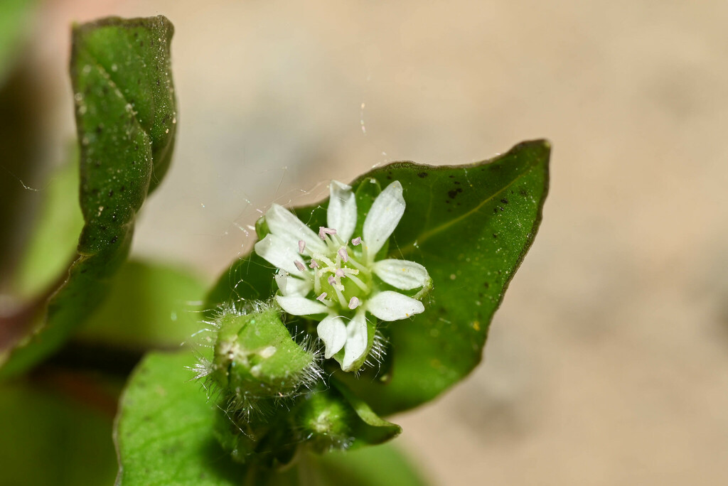 Water Chickweed from 中国北京市海淀区颐和园路5号 邮政编码: 100871 on April 16, 2024 at ...