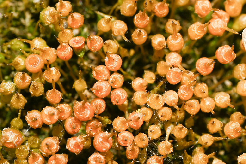 Funariaceae from 中国北京市海淀区颐和园路5号 邮政编码: 100871 on April 16, 2024 at 04:10 ...