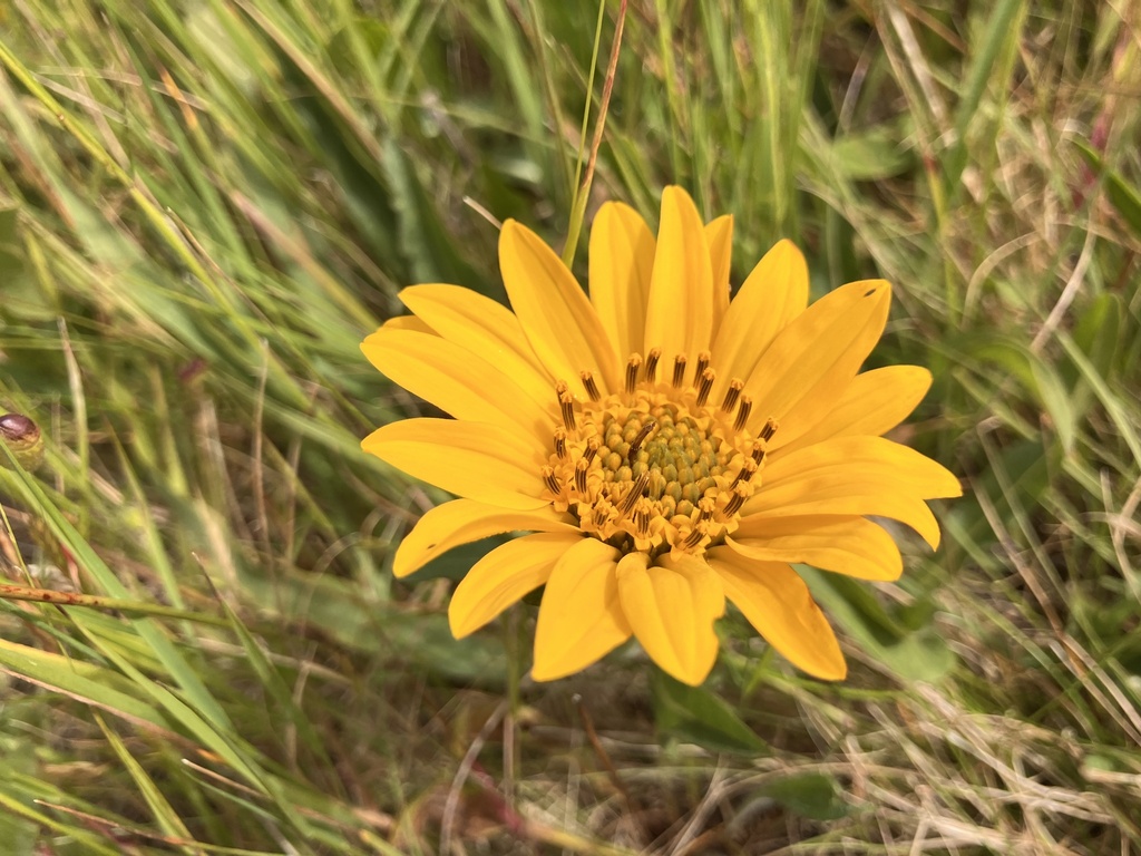 narrowleaf mule-ears from Tennessee Valley, Tamalpais-Homestead Valley ...
