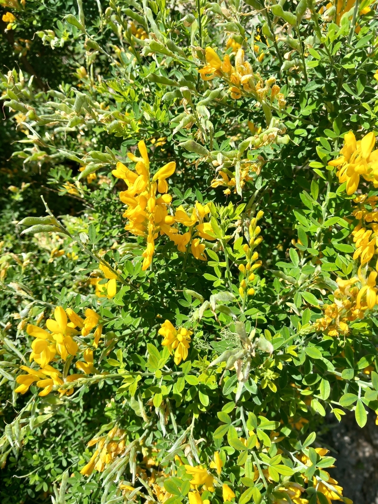 French broom from Krujë District, Albania on May 12, 2024 at 02:44 PM ...
