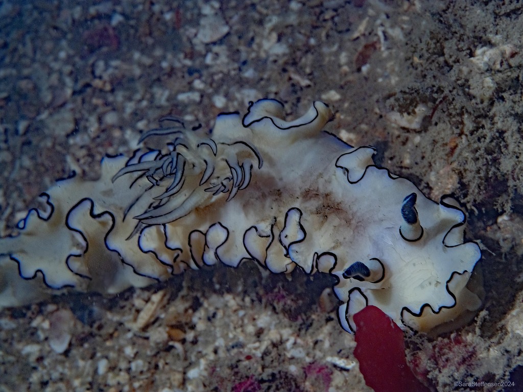 Black-margined Nudibranch from Hantu Island, Singapore on May 12, 2024 ...