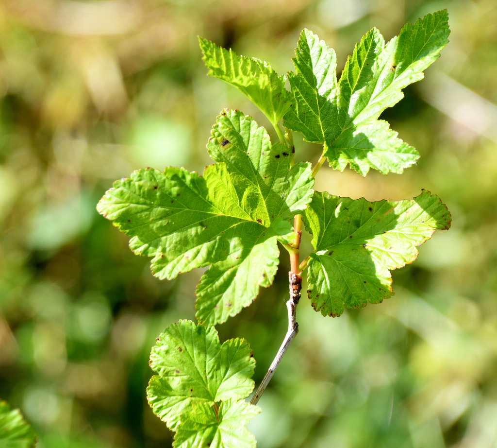 common ninebark from Norton, WV 26285, USA on May 12, 2024 at 08:42 AM ...