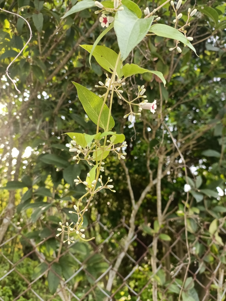 skunk vine from 269台灣宜蘭縣冬山鄉清溝村 on May 12, 2024 at 06:50 AM by 淑端 ...