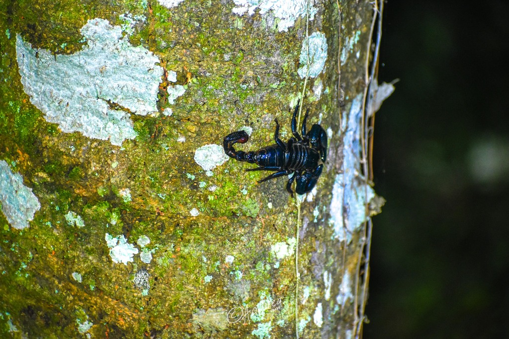Asian Forest Scorpion from Dramaga, Bogor Regency, West Java, Indonesia ...