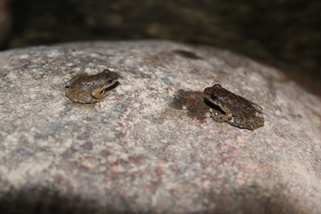 Wuyi torrent frog in July 2022 by Alex Pintsen JIN · iNaturalist