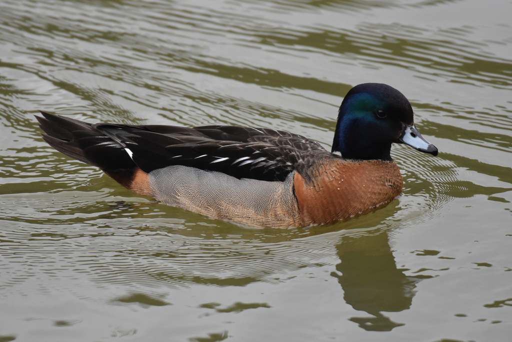 Wood and Mandarin Ducks × Wigeons and Allies from North-Western ...