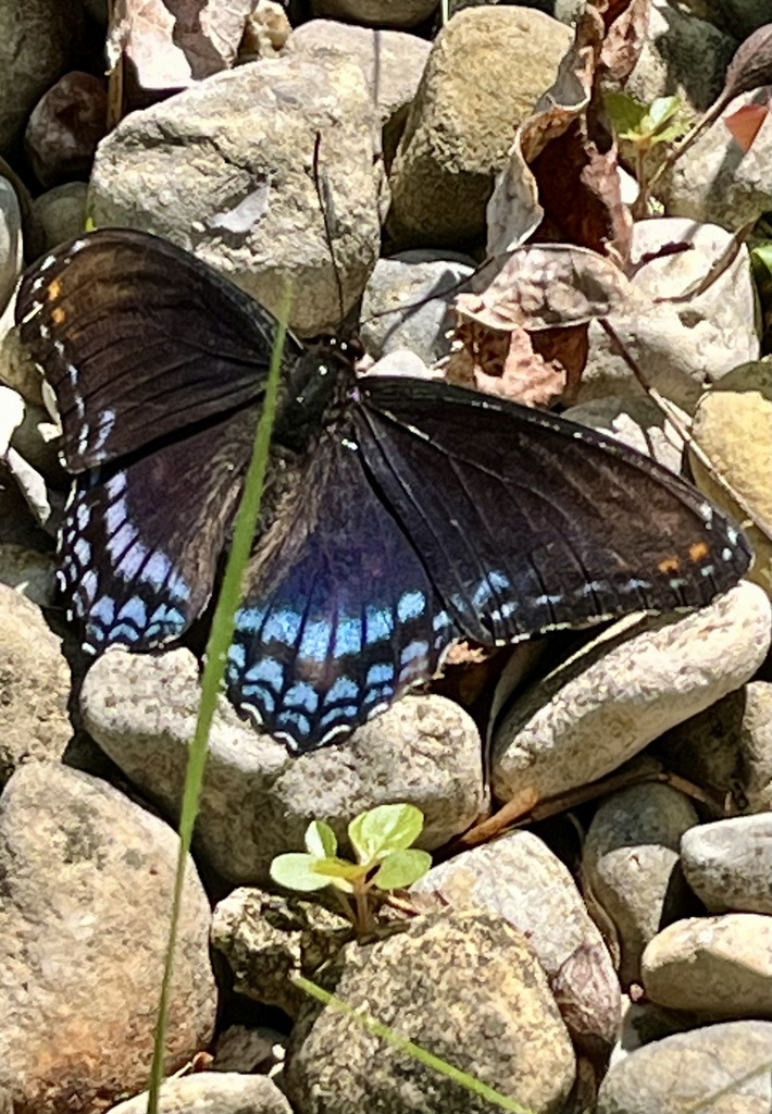 Red-spotted Purple from Leisure Ln, Greenwood, IN, US on May 12, 2024 ...