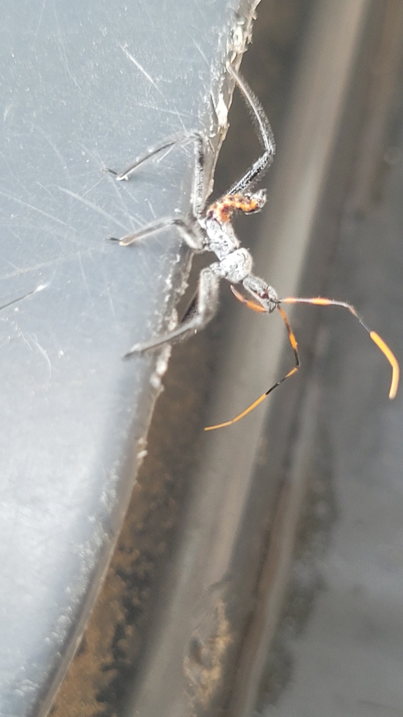North American Wheel Bug from Wylie, TX 75098, USA on May 12, 2024 at ...
