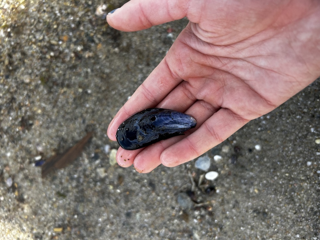 Blue Mussel from Cedar Hill Rd, Brewster, MA, US on May 12, 2024 at 10: ...
