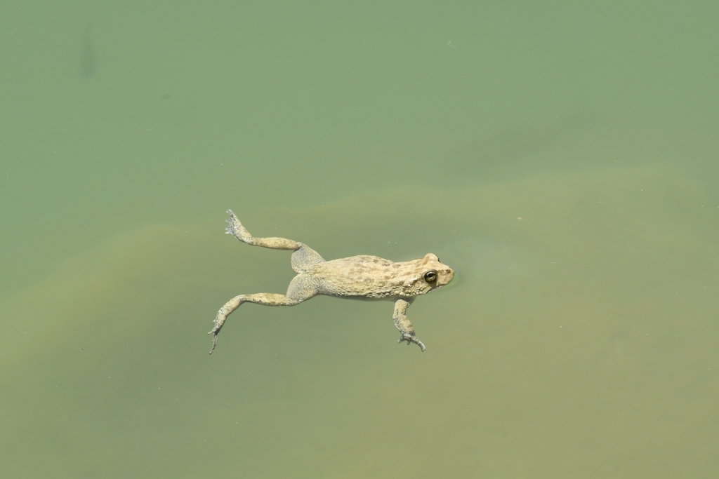 Dhofar Toad from wadi beni khalid on May 11, 2024 at 10:52 AM by Yergo ...