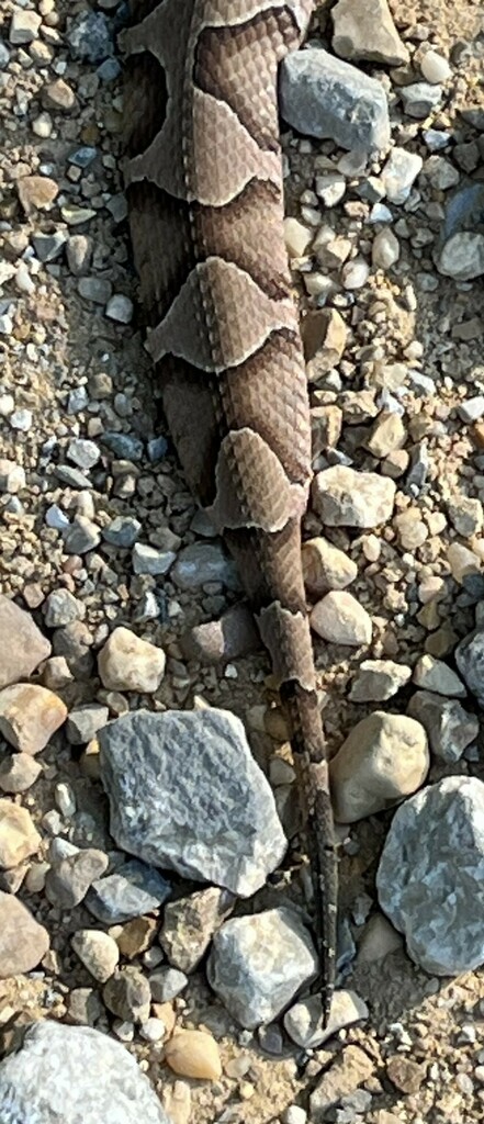 Eastern Copperhead in May 2024 by Joseph M. McGee. LOR. This was a ...