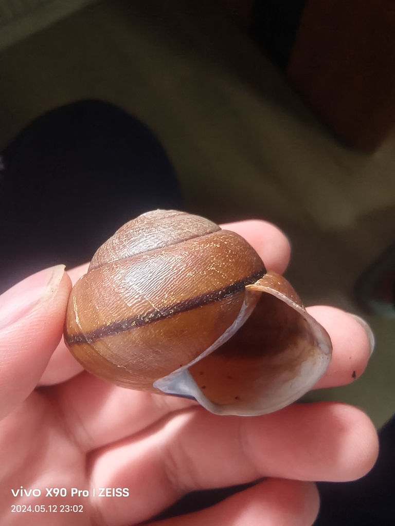 Camaena hainanensis xanthoderma from 永州 on May 12, 2024 at 11:02 PM by ...